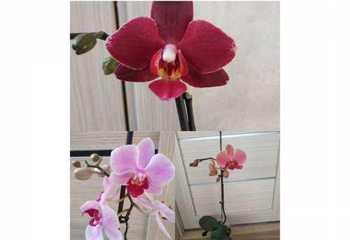 Орхидея фаленопсис Olivia, Ола, Нарбона