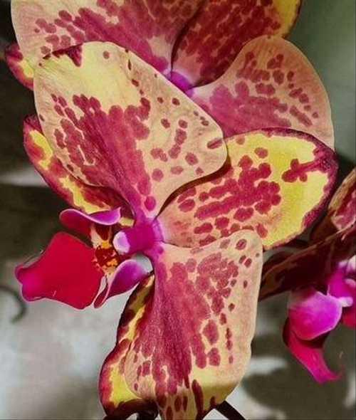 Орхидея фаленопсис Аркс Рей Ark's Ray