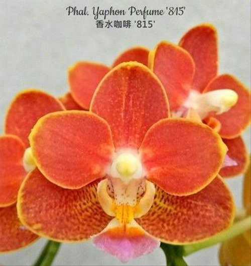 Орхидея Phal. Yaphon Perfume '815' ароматный