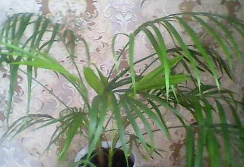 Хризалидокарпус золотистый (пальма Дипсис)