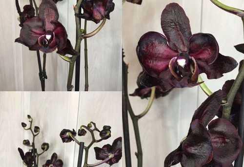 Орхидея Черный лебедь