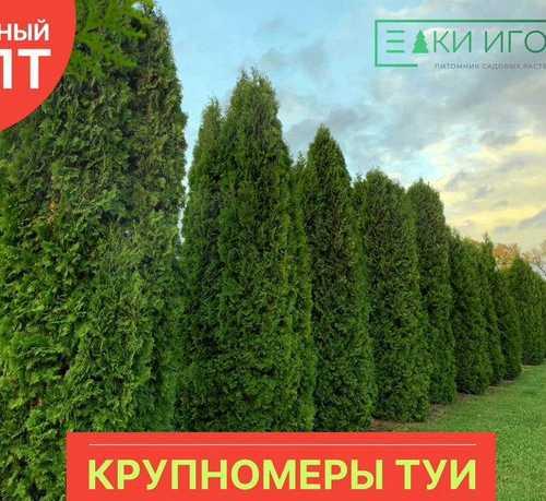 Крупномеры Туя Смарагд 3,5 м