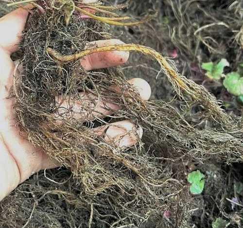 Корни Гейхера опт от производителя