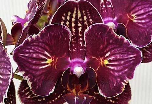 Орхидея I-Hsin Cherry Bomb '228' (peloric - 2 eyes