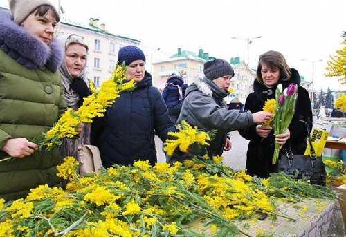 Мимоза опт и розница