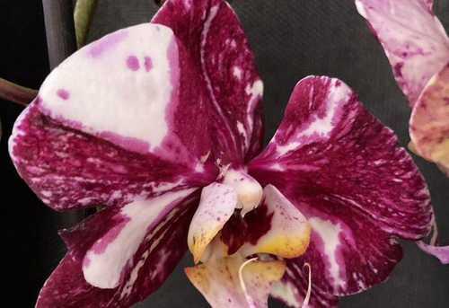 Орхидея фаленопсис Ismaeli "шоколад"
