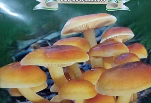 Опята мицелий грибов