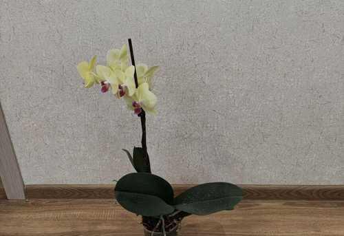 Орхидея фаленопсис Цветет