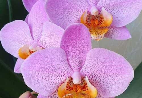 Орхидея фаленопсис Бьюмонт