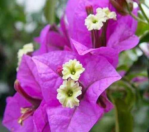 Бугенвиллия Bougainvillea Glabra donker