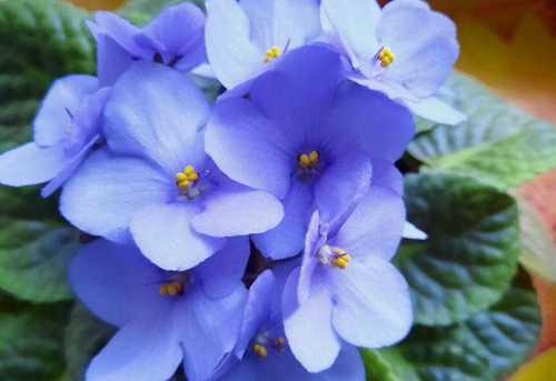 Фиалки голубые цветущие в плошках