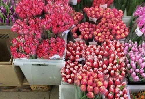 Большие тюльпаны оптом к 8 марта