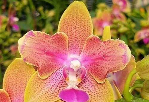 Орхидея голден санд ароматная