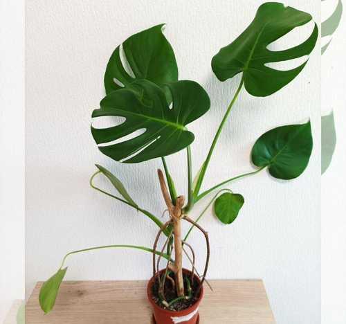 Монстера деликатесная (Monstera deliciosa)