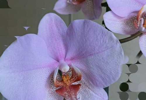 Орхидея(детка) фаленопсис