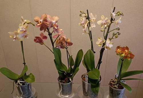 Орхидеи: Белый Будда Арома, Зорро, Монако Мутант