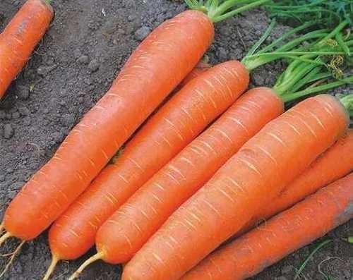 Сатурно F1 семена моркови Клаус 100 т.шт