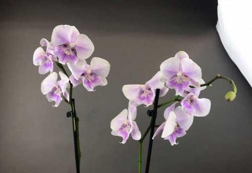 Орхидея фаленопсис розовая