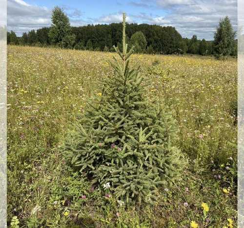 Ель новогодняя живая оптом
