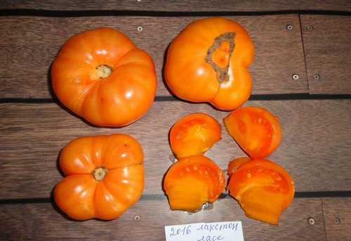Семена томатов гномы