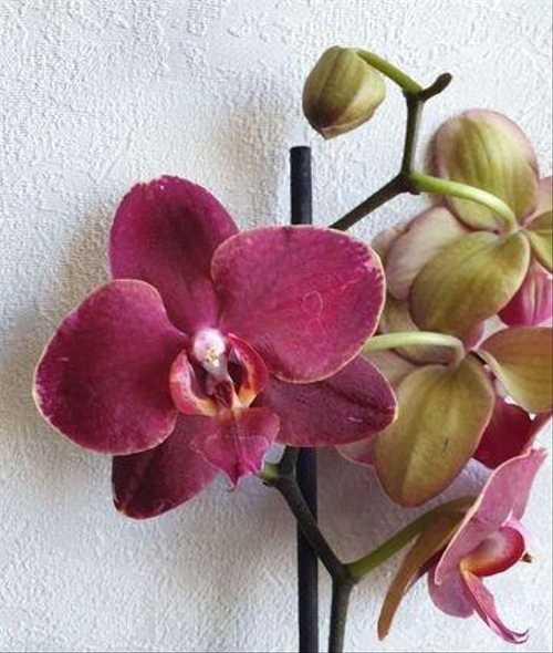 Орхидея фаленопсис цветущая Ola