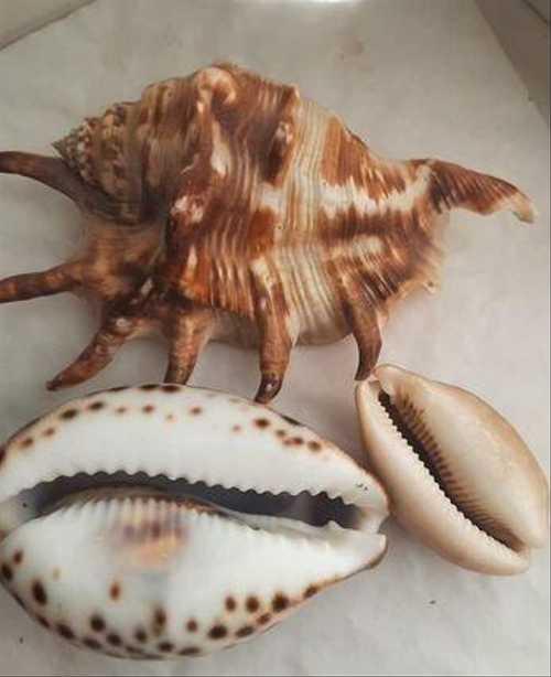 Морские ракушки раковины козерог сувенир аквариум