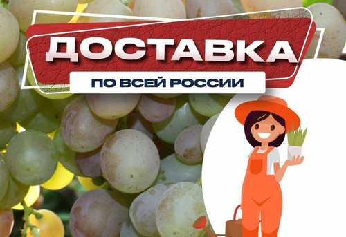 Саженцы винограда "Хамелеон"