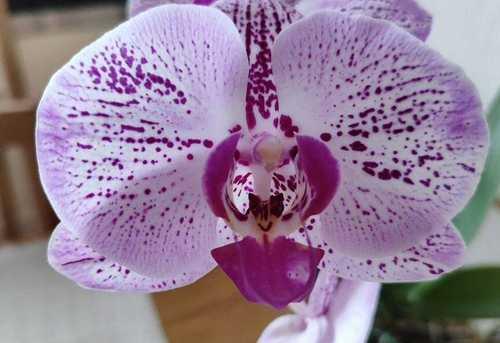 Орхидея фаленопсис Мелодия