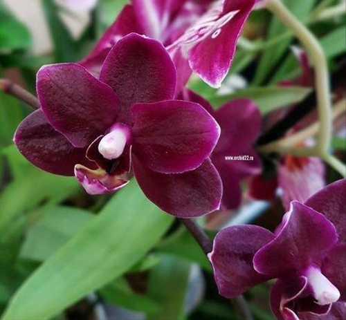 Орхидея Phal. I-Hsin Black Soot