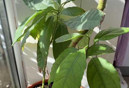 Авокадо, как Комнатное растение