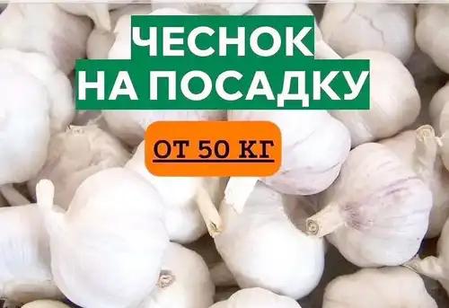 Чеснок озимый