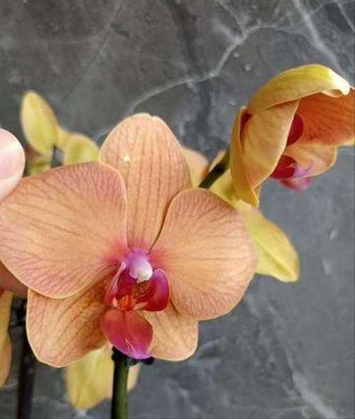 Орхидея фаленопсис Tamara, оранжевая