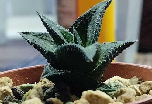 Haworthiopsis recurva CC26