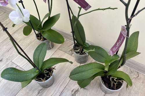 Орхидеи оцветашки