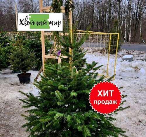 Пихта Нордмана с подставкой