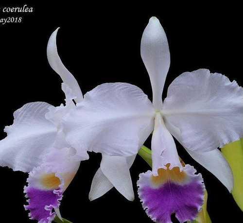 Орхидея. Каттлея - C. trianaei var. coerulea