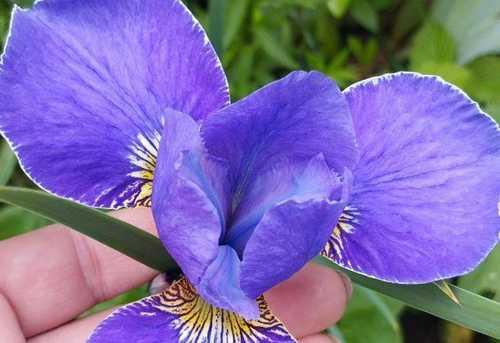 Ирис сибирский