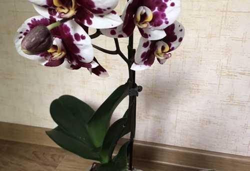 Цветущая орхидея фаленопсис домашнее растение