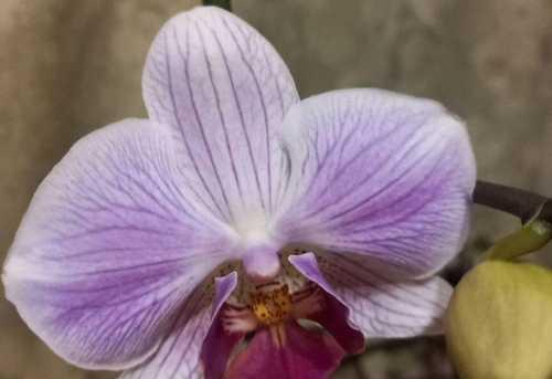 Орхидея фаленопсис,домашнее цветение