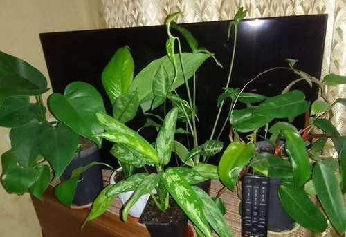 5 растений