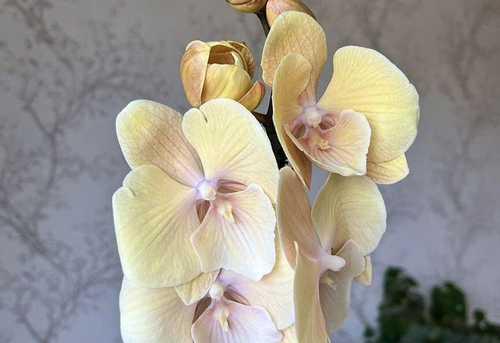 Орхидея Биг лип желтый