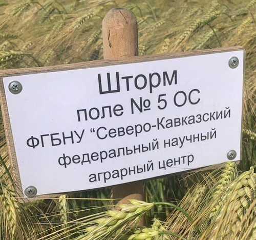Семена озимого ячменя