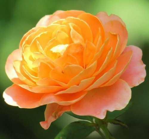 Миниатюрные розы (саженцы на весну)