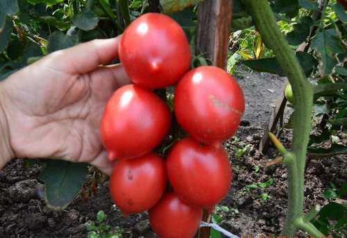 Семена сызранской помидоры