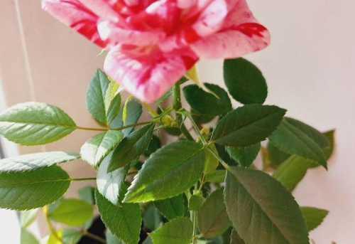 Роза домашняя Малиновый пломбир