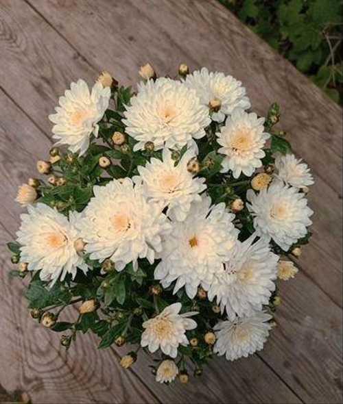 Цветущий куст хризантемы