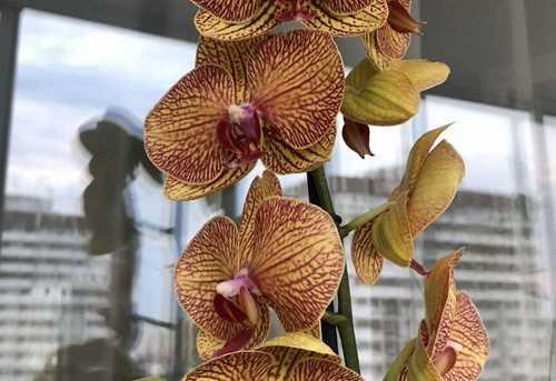 Детка на пеньке Орхидея фаленопсис KV Beauty
