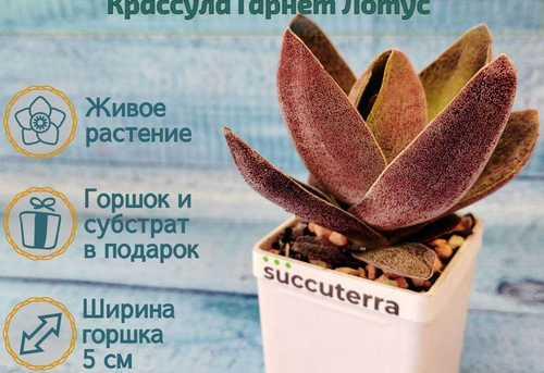 Crassula Garnet Lotus (Крассула)