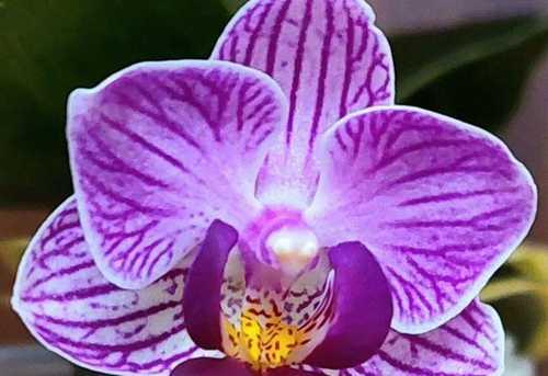 Орхидея фаленопсис Sogo Vivien variegata