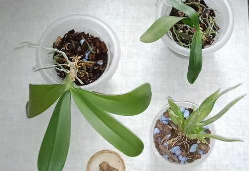 Орхидеи, гиппеаструм